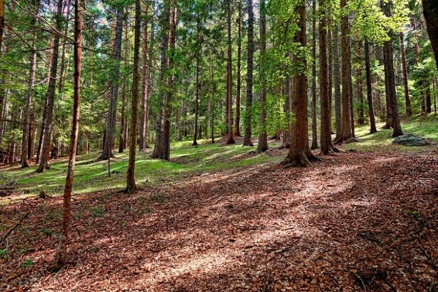 Giornata Mondiale delle Foreste, nuovo testo unico forestale